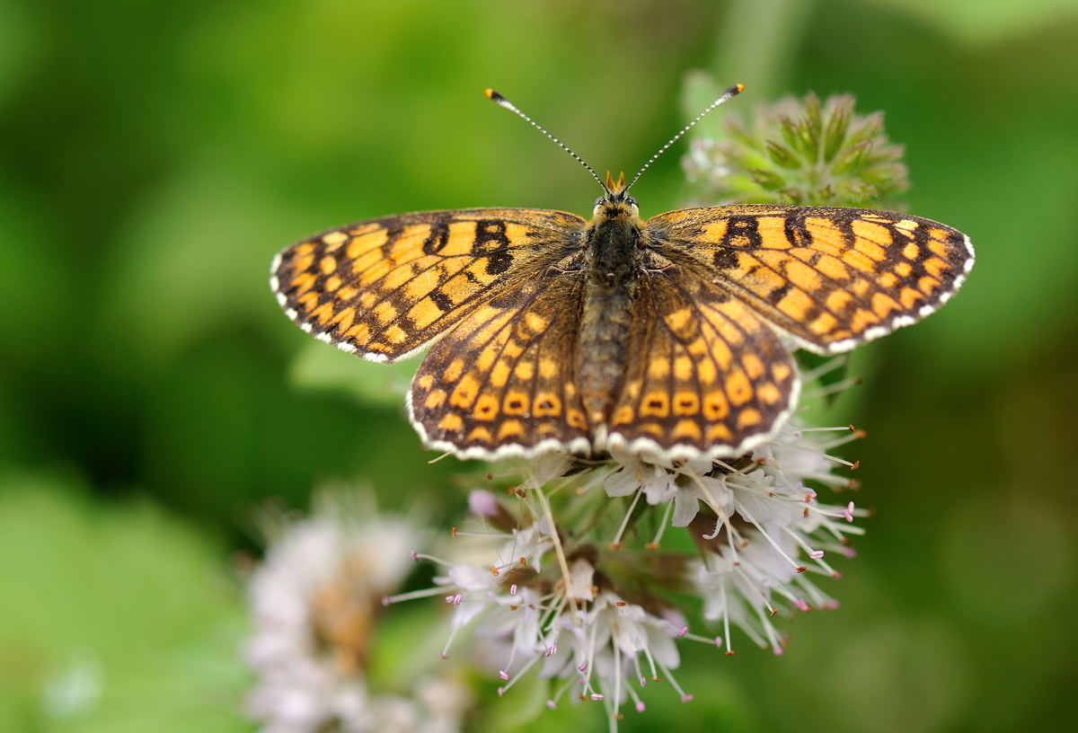 Steve Rogers birding: French fritillary's steal the show