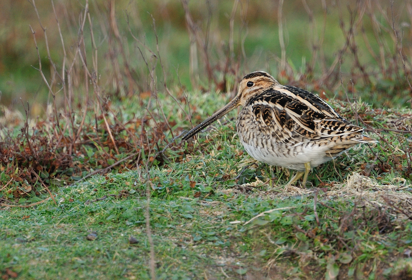 Steve Rogers birding: Common Snipe at Marazion Marsh
