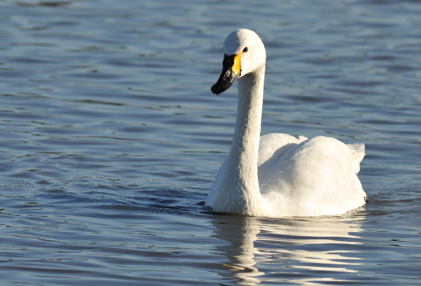 Steve Rogers birding: Bewick's Swan at Slimbridge