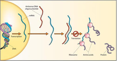 56 ANOS DA DUPLA HÉLICE: Tipos de RNA
