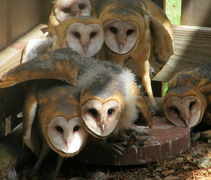 Owlies: The Barn Owl Family--Birth and Release