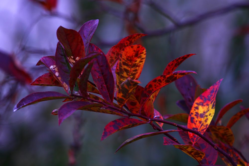The Giraffe Head Tree: Virginia Sweetspires