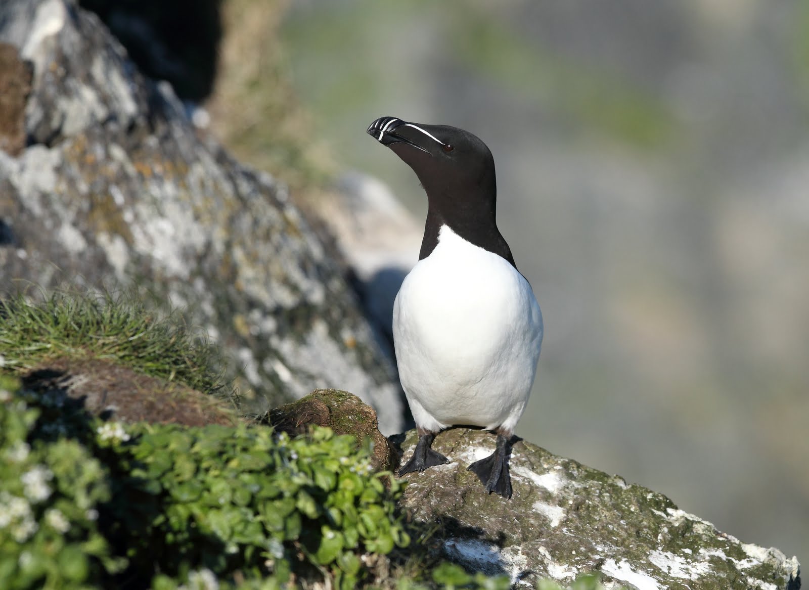 Satakunnan linnut: Hornoya ja Hamningberg 09.06.2010