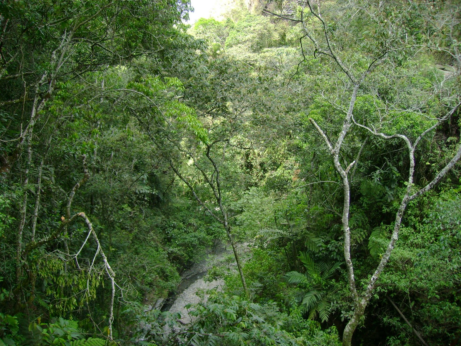 SUD YUNGAS: YUNGAS PARAISO DE BOLIVIA