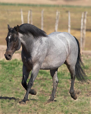 Adventures of a Horse Crazed Mind: Mare Power: Royal Blue Boon