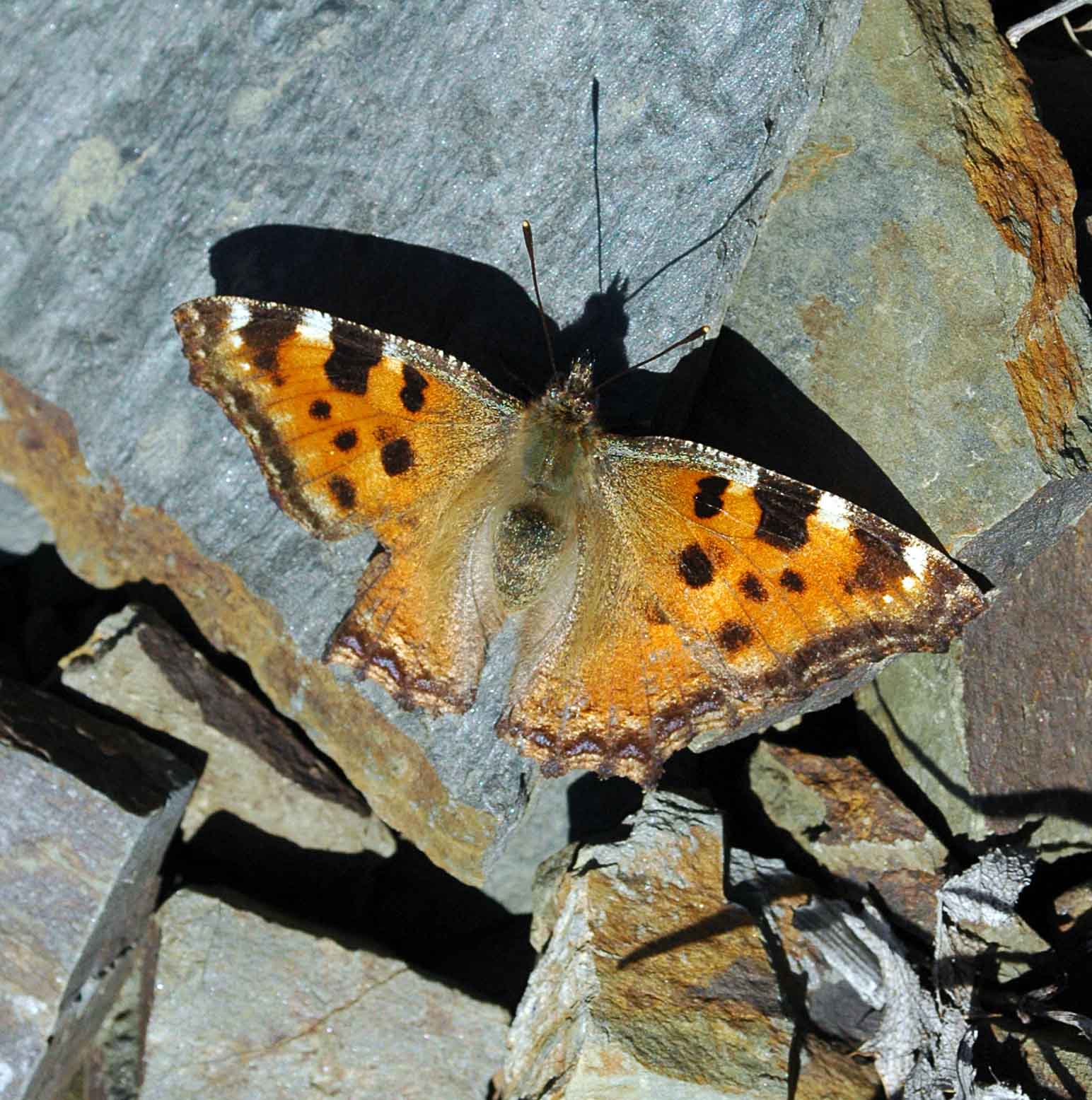 Papallones del Camp.: 2010