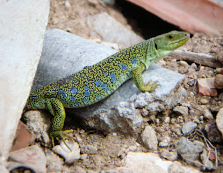 Fauna del Camp i la Conca.: Llargandaix