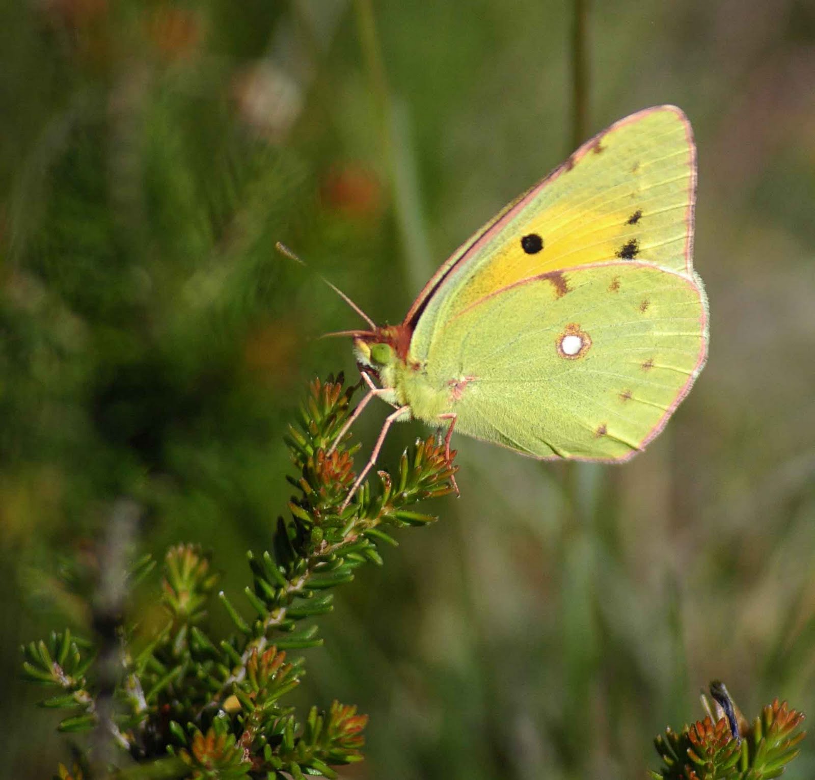 Papallones del Camp.: 2010