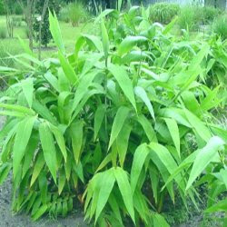 Plant Wonders: Tiger Grass (Thysanolaena Maxima)