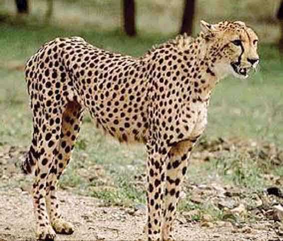 Dunia Hewan di Darat: Cheetah