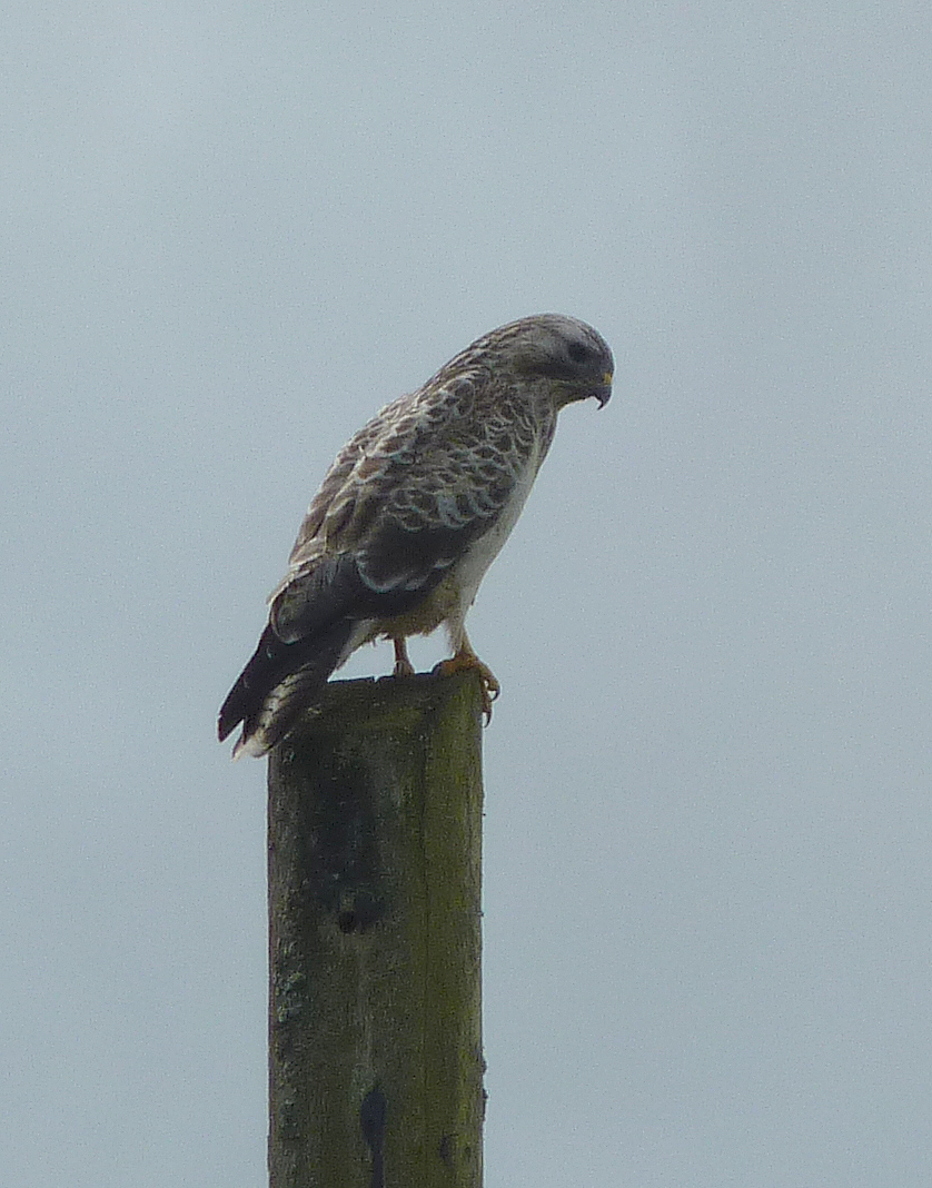 Ceredigion Birds: WHITE BUZZARD