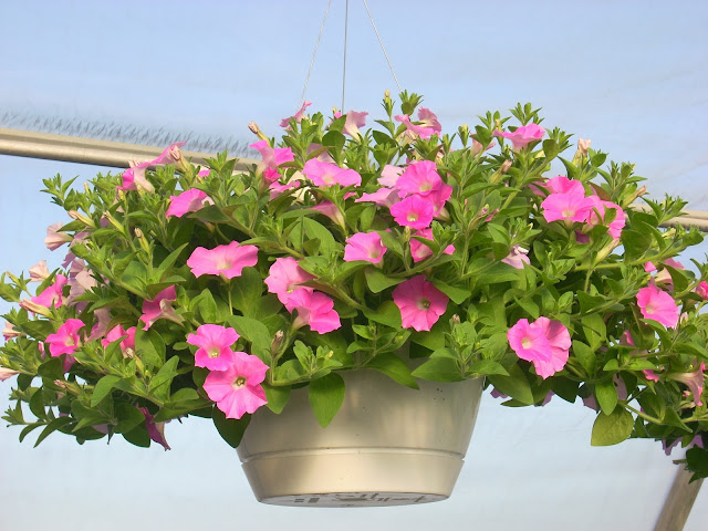 The Green Thumbs: Getting Ready for Spring Planting