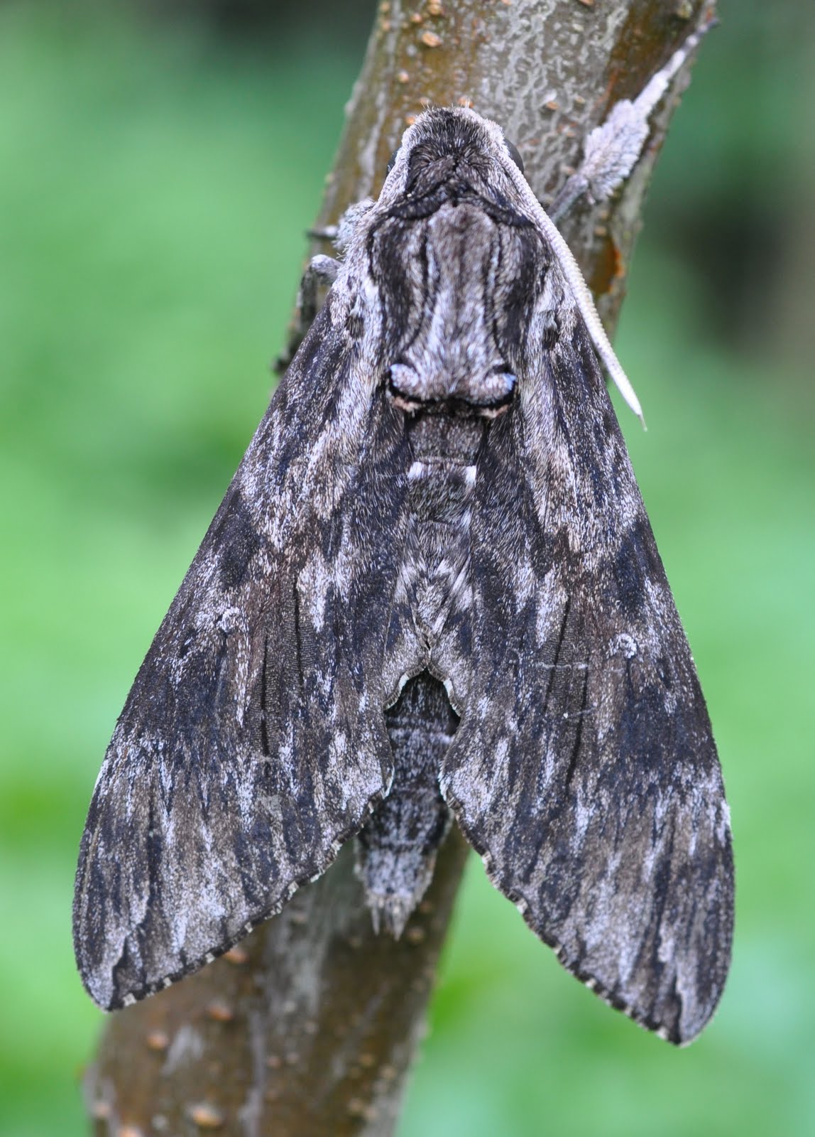 Matt Eade's Blog: Convolvulus Hawk-moth 9/9/10