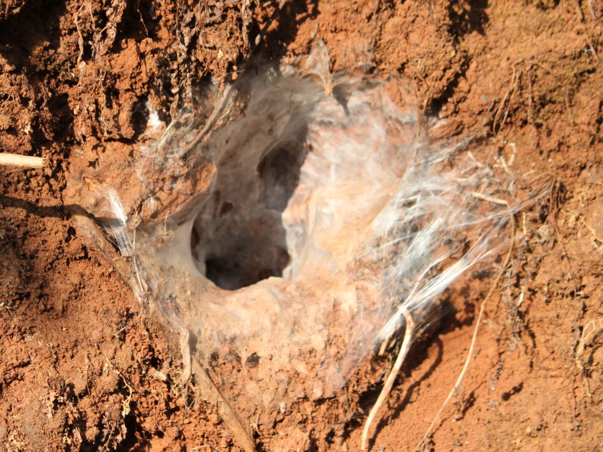 Journeys across Karnataka: Caves of Ulavi: Panchalingagavi