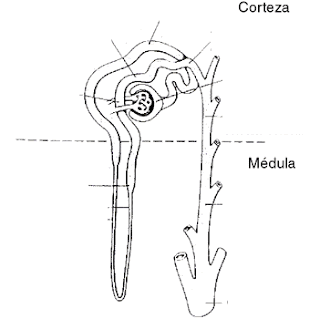 ANATOMÍA Y FISIOLOGÍA HUMANAS: marzo 2009