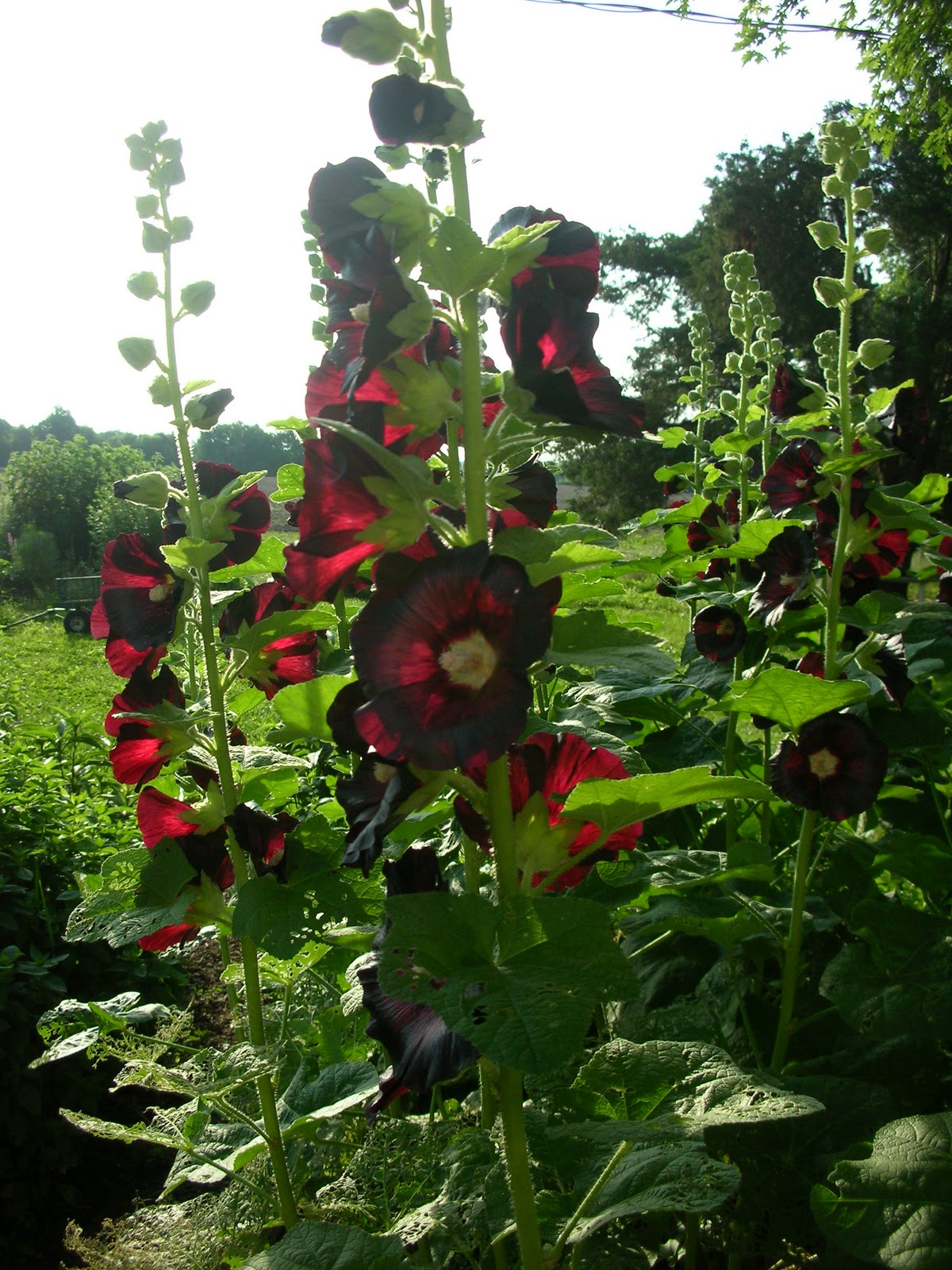 Luna Herb Co. » tenfold path