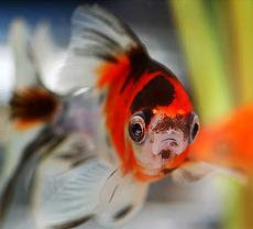 Aquarium Lore: Gold Fish