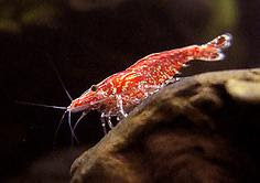Aquarium Lore: Cherry Shrimp