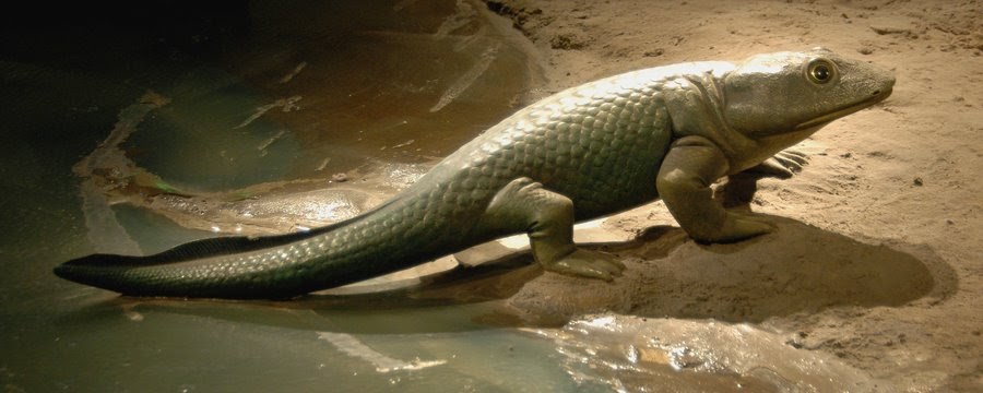 The marvelous Ichthyostega: One of Darwin's "missing" transitional ...