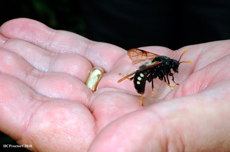 Leech insect - atomhost