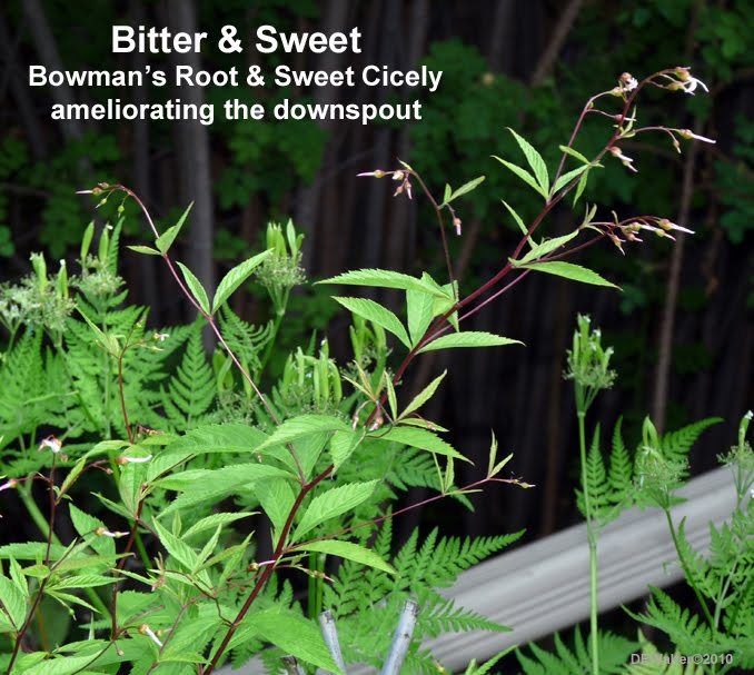 The Home Bug Garden: Wildflower Wednesday: Bowman's Root Gillenia ...