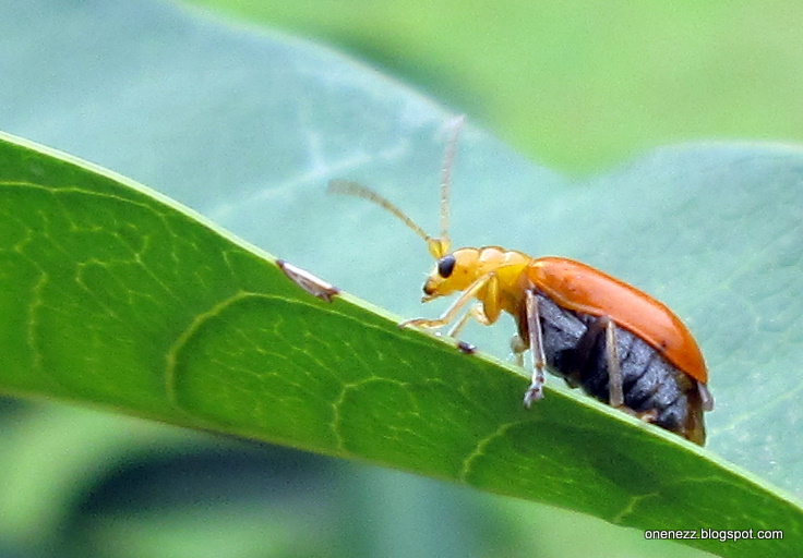 Onenezz: Bad Bugs, Bad Bugs