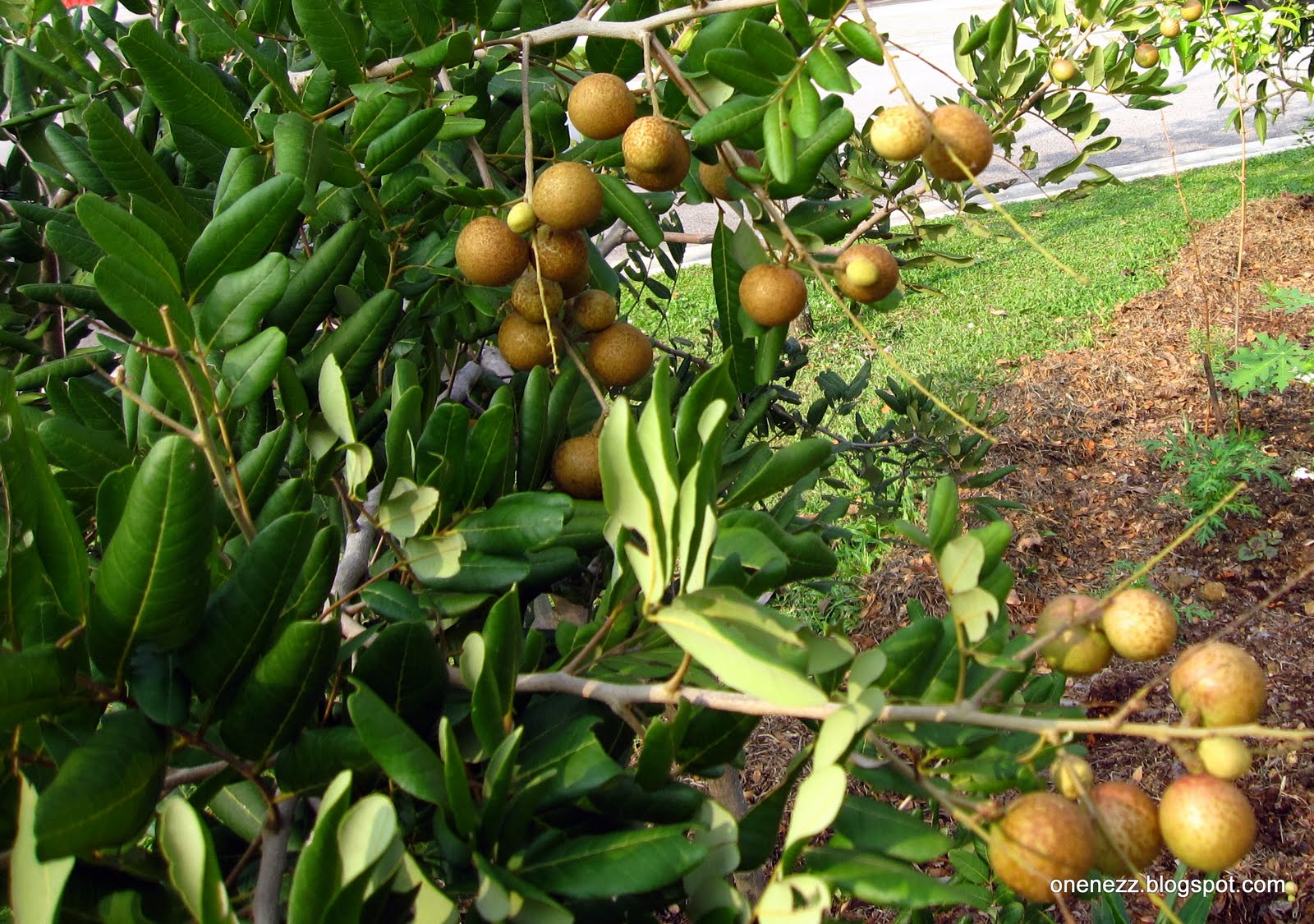 Onenezz: Generous Longan Tree