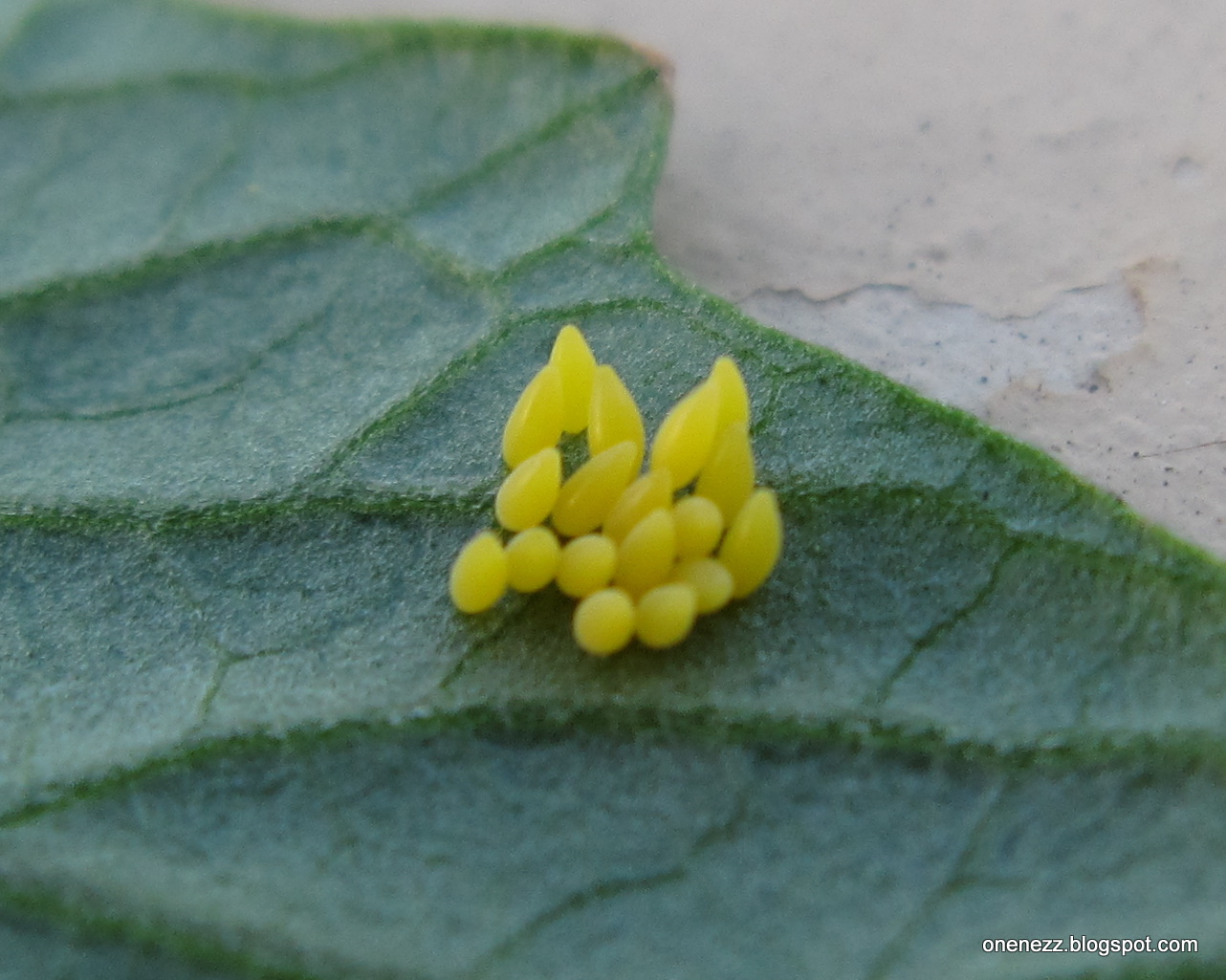 Onenezz: Life Cycle of Ladybugs