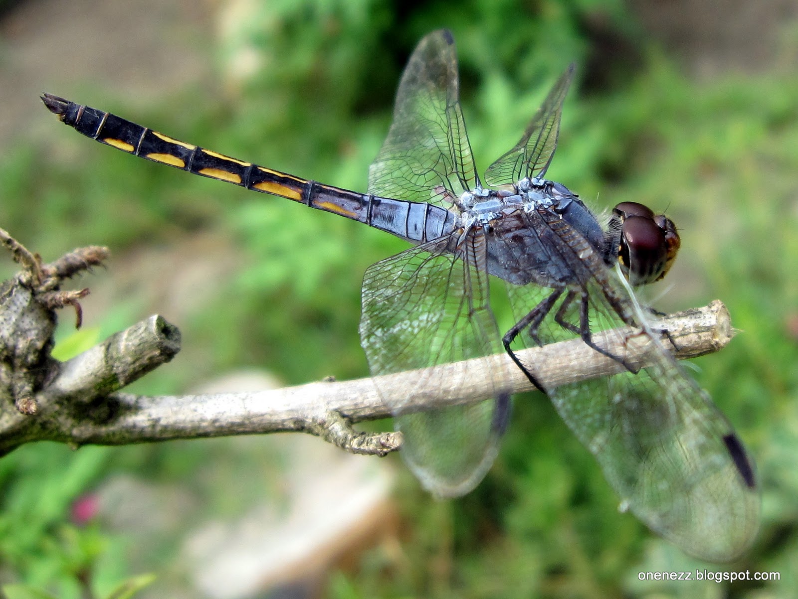 Tropical Nature Photos: Dragonflies in Setia Alam Part 2