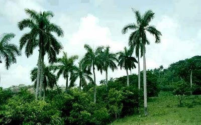 La mas cubana de las palmas – Palmeras en la Ciudad de Resistencia