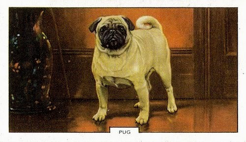 A VERY LUSH BUDGET: PUGS of the FAMOUS