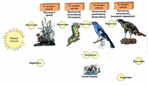της έκτης τα...σαϊνια: Τροφικές αλυσίδες και τροφικά πλέγματα