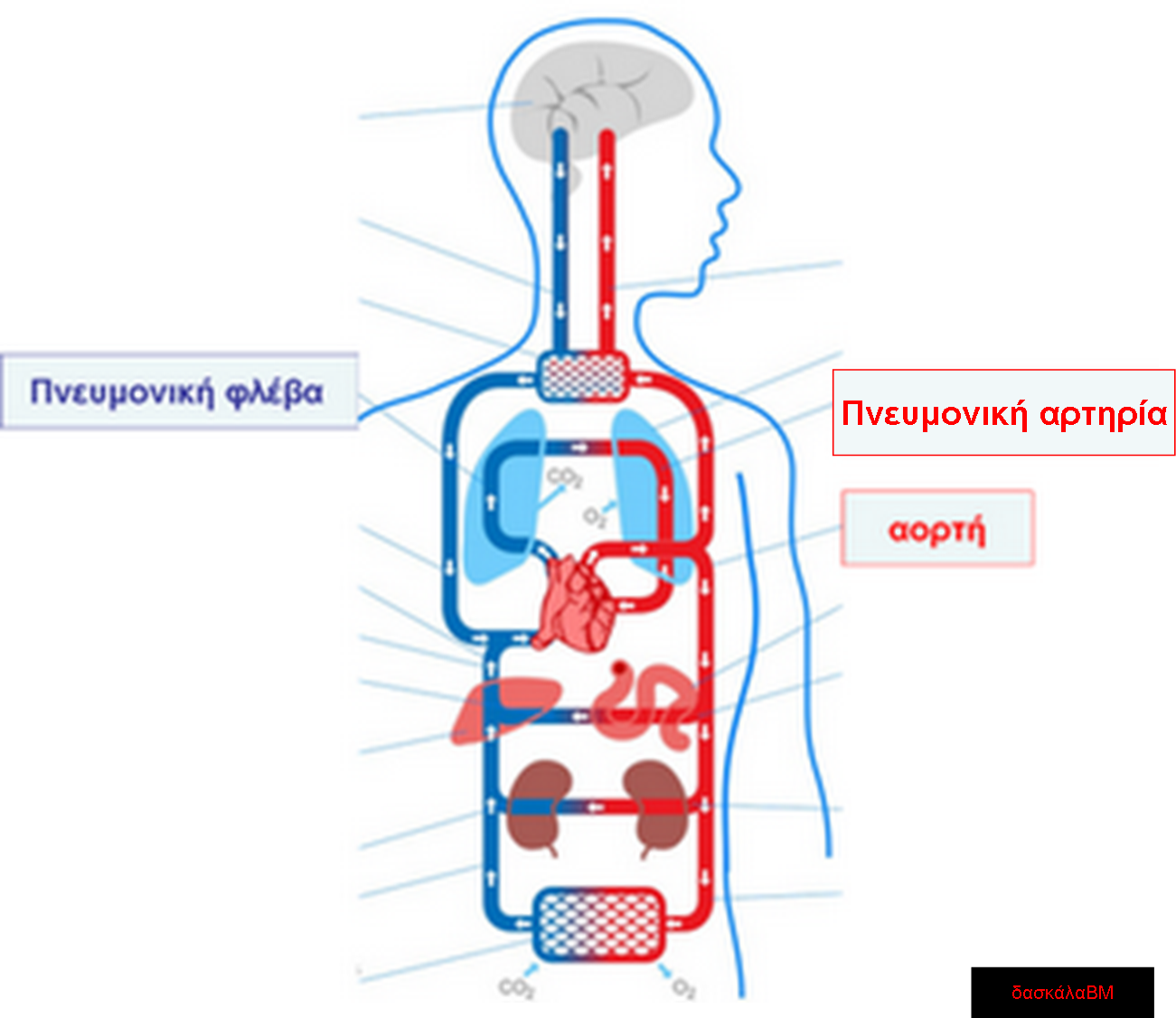 δασκάλαβμ (ιστολόγια για Γ΄ ,Δ΄,Ε΄,Στ΄τάξη): Το κυκλοφορικό σύστημα