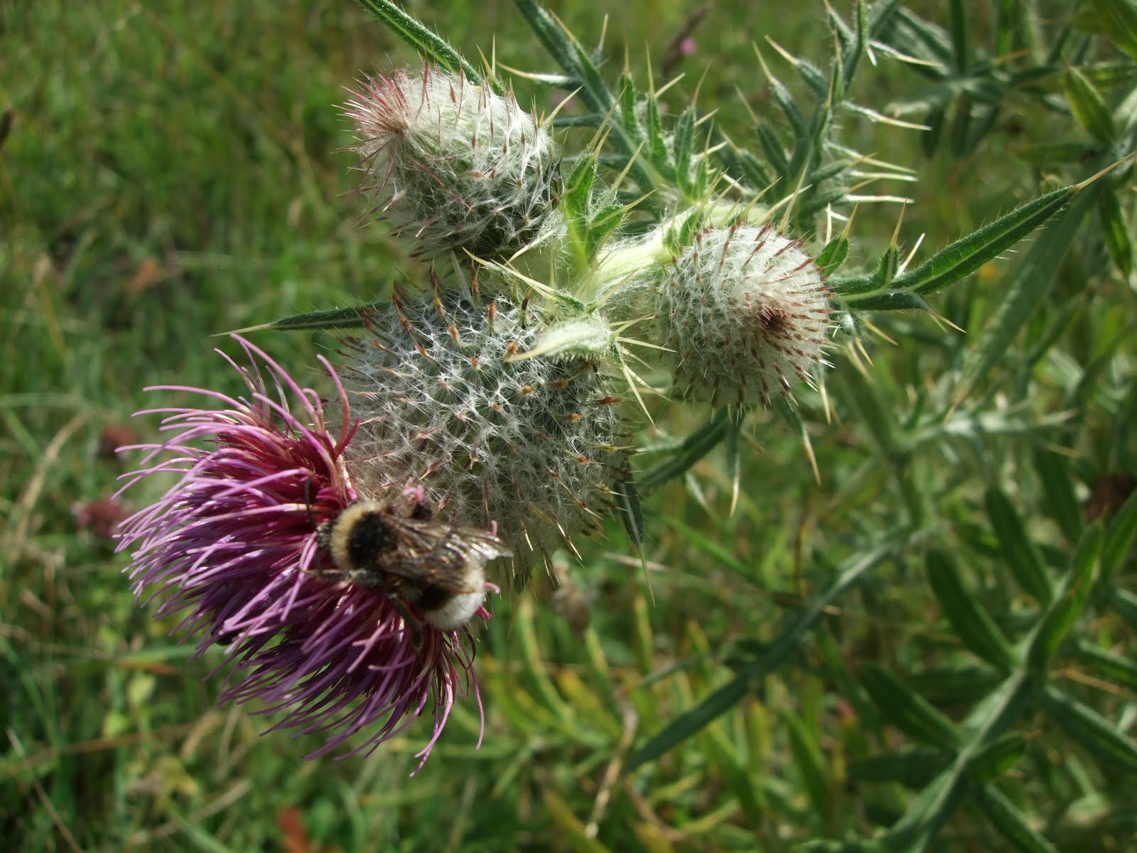 fat man walking: Witherstone cutting, West Dorset