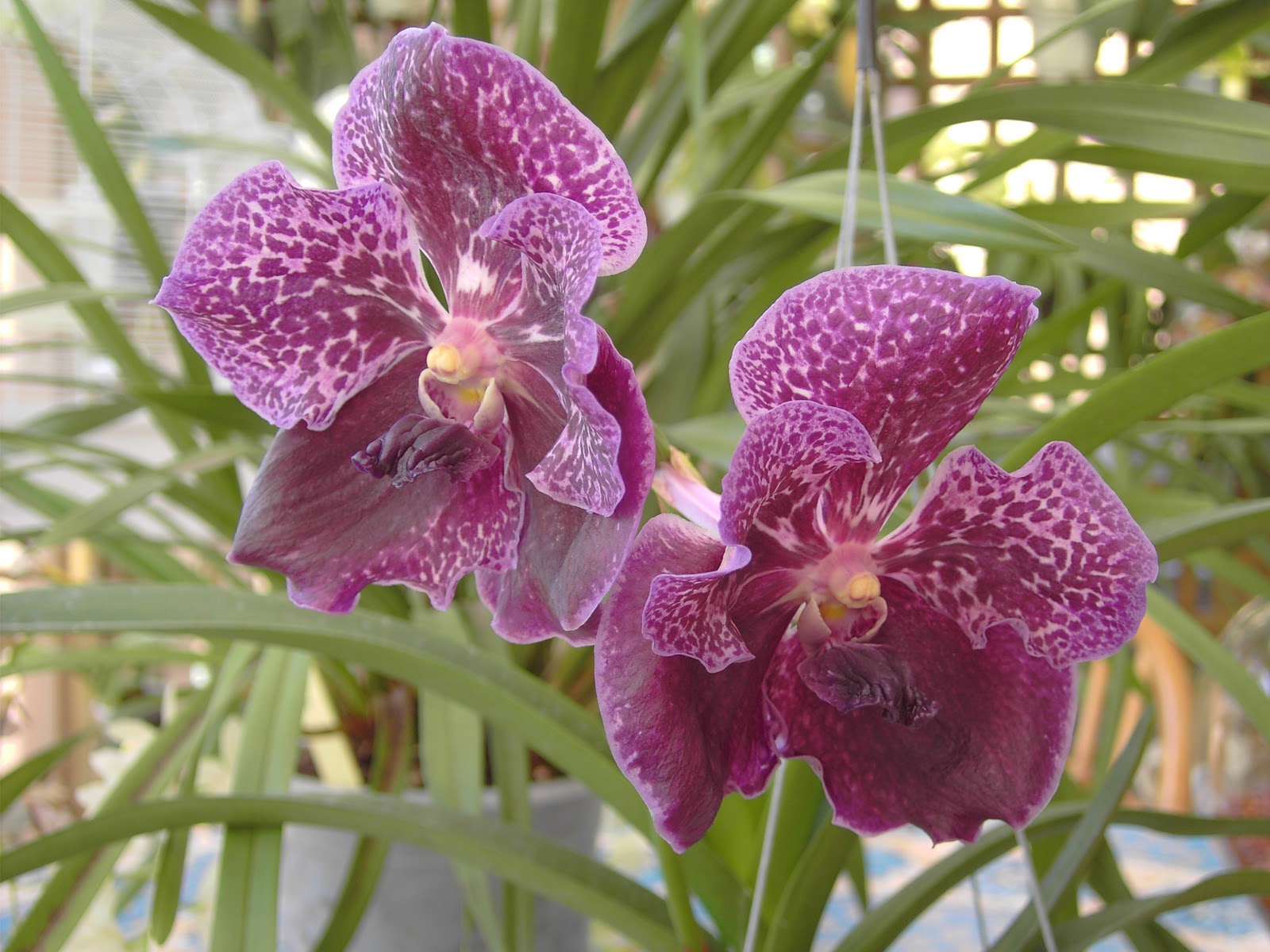 Paradis des fleurs: Album N°24 Vanda