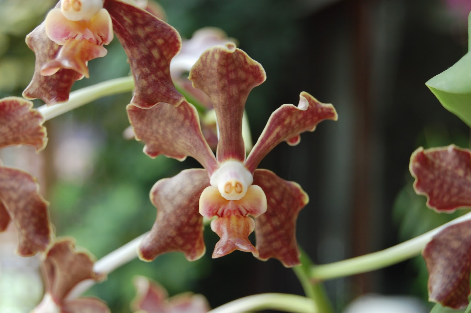 Paradis des fleurs: Album N°24 Vanda