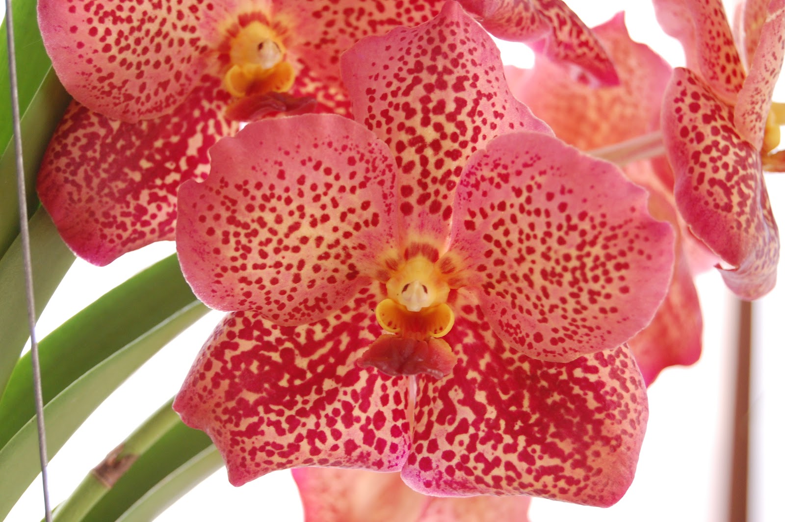 Paradis des fleurs: Album N°24 Vanda