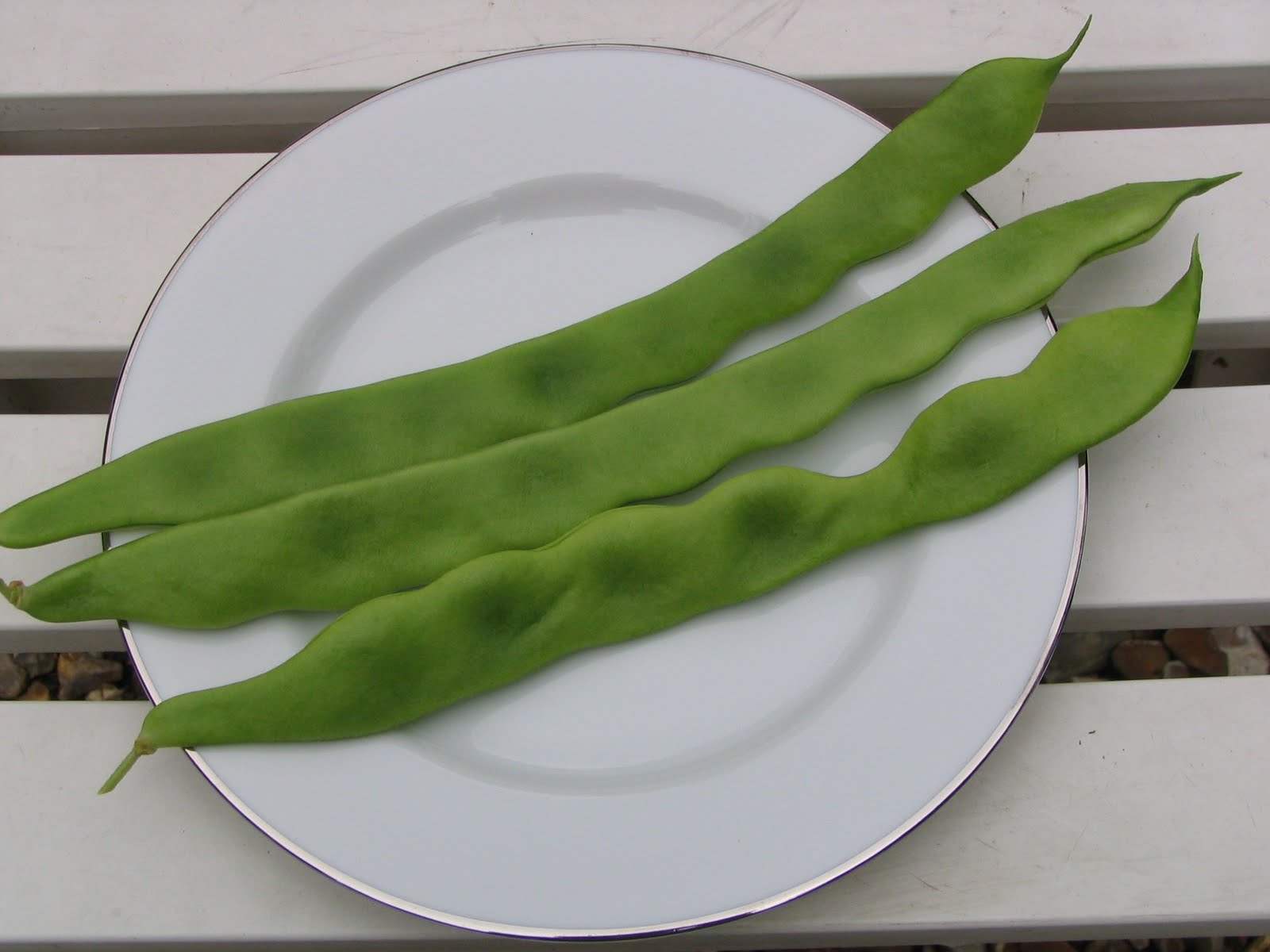 Mark's Veg Plot: Beans