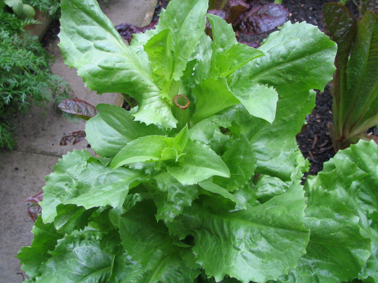 Mark's Veg Plot: Salads