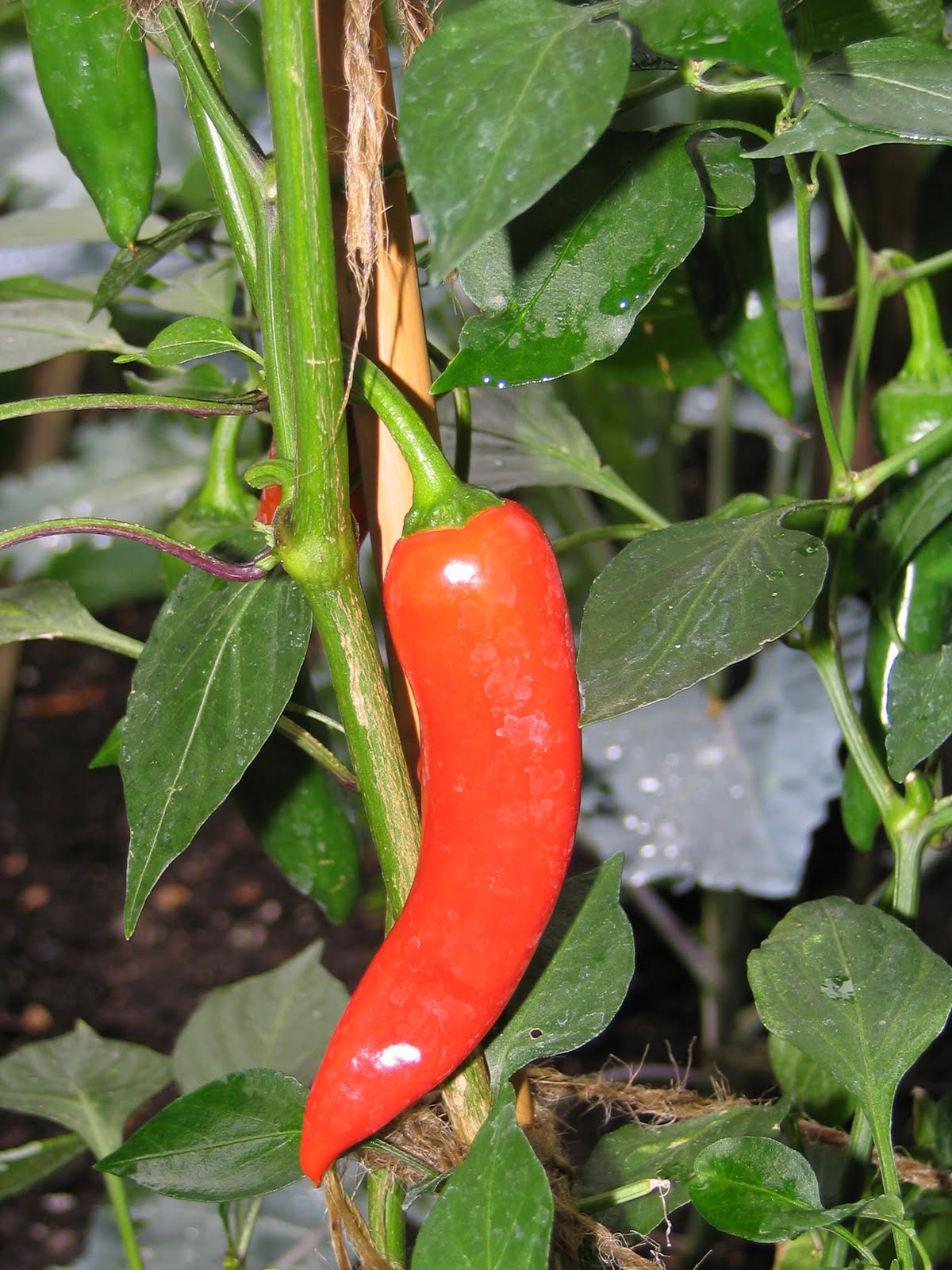 Mark's Veg Plot: Chillis