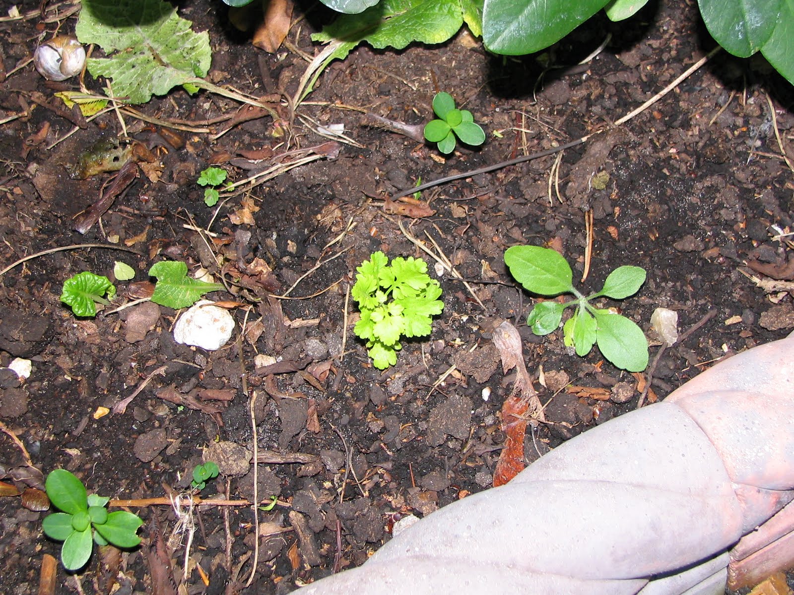 Mark's Veg Plot: The Opportunist