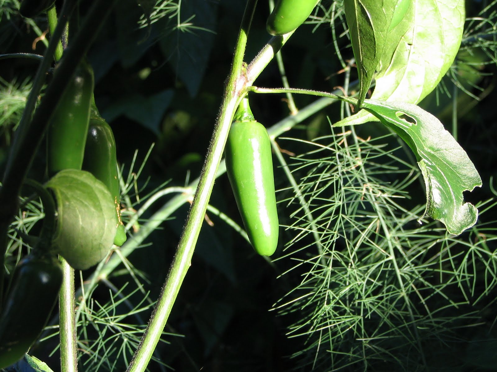 Mark's Veg Plot: The Three Amigos