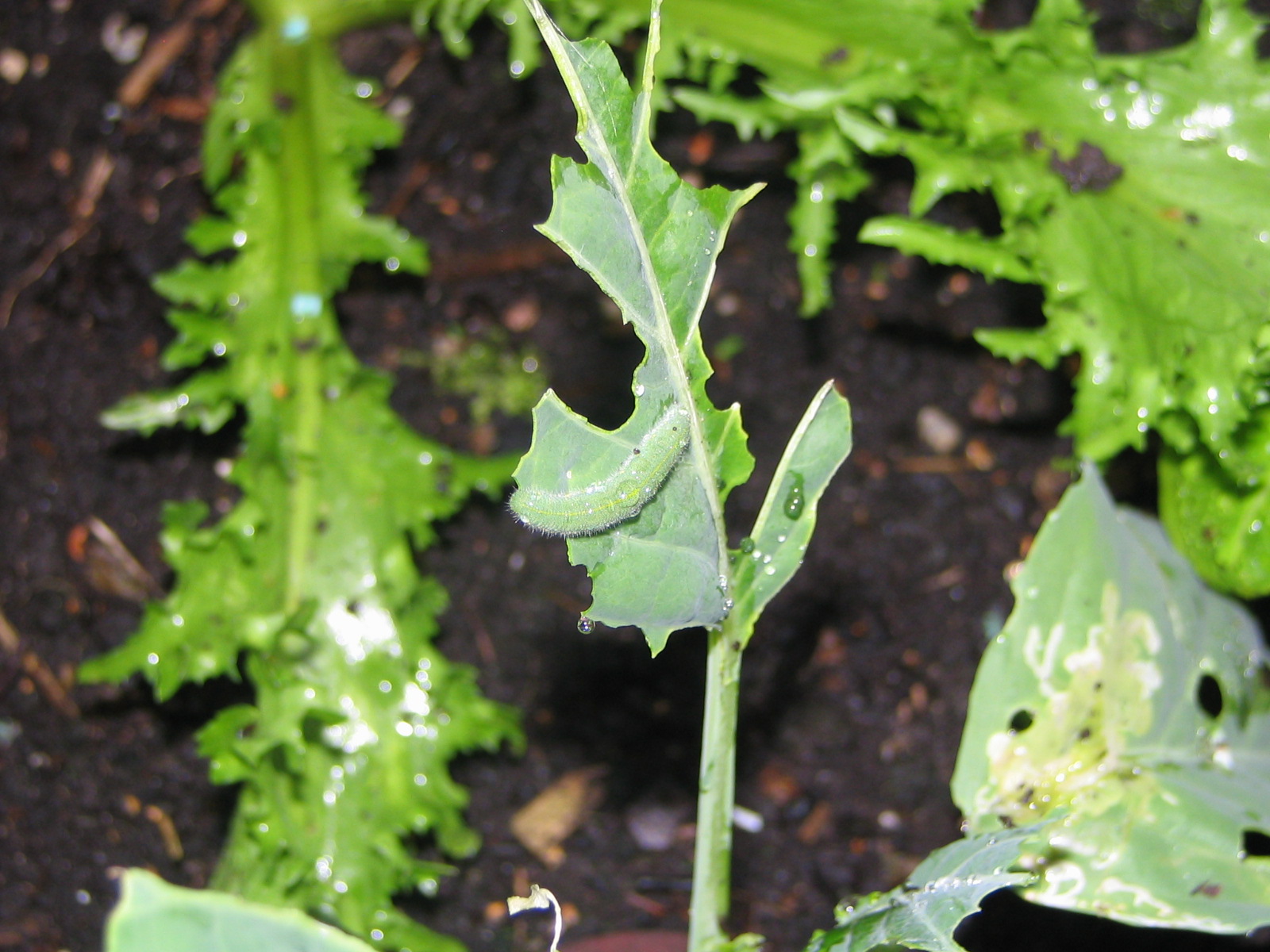 Mark's Veg Plot: Cabbages and Chicory