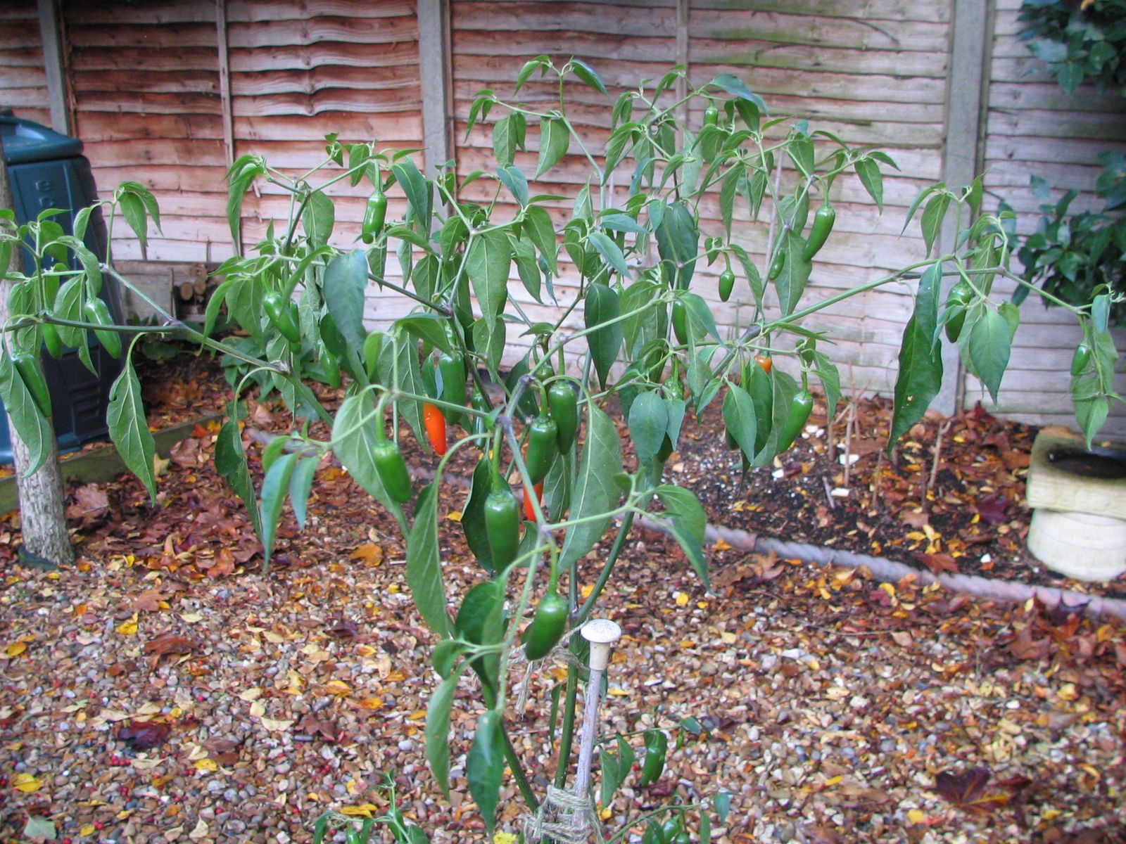 Mark's Veg Plot: Chilly Chillis