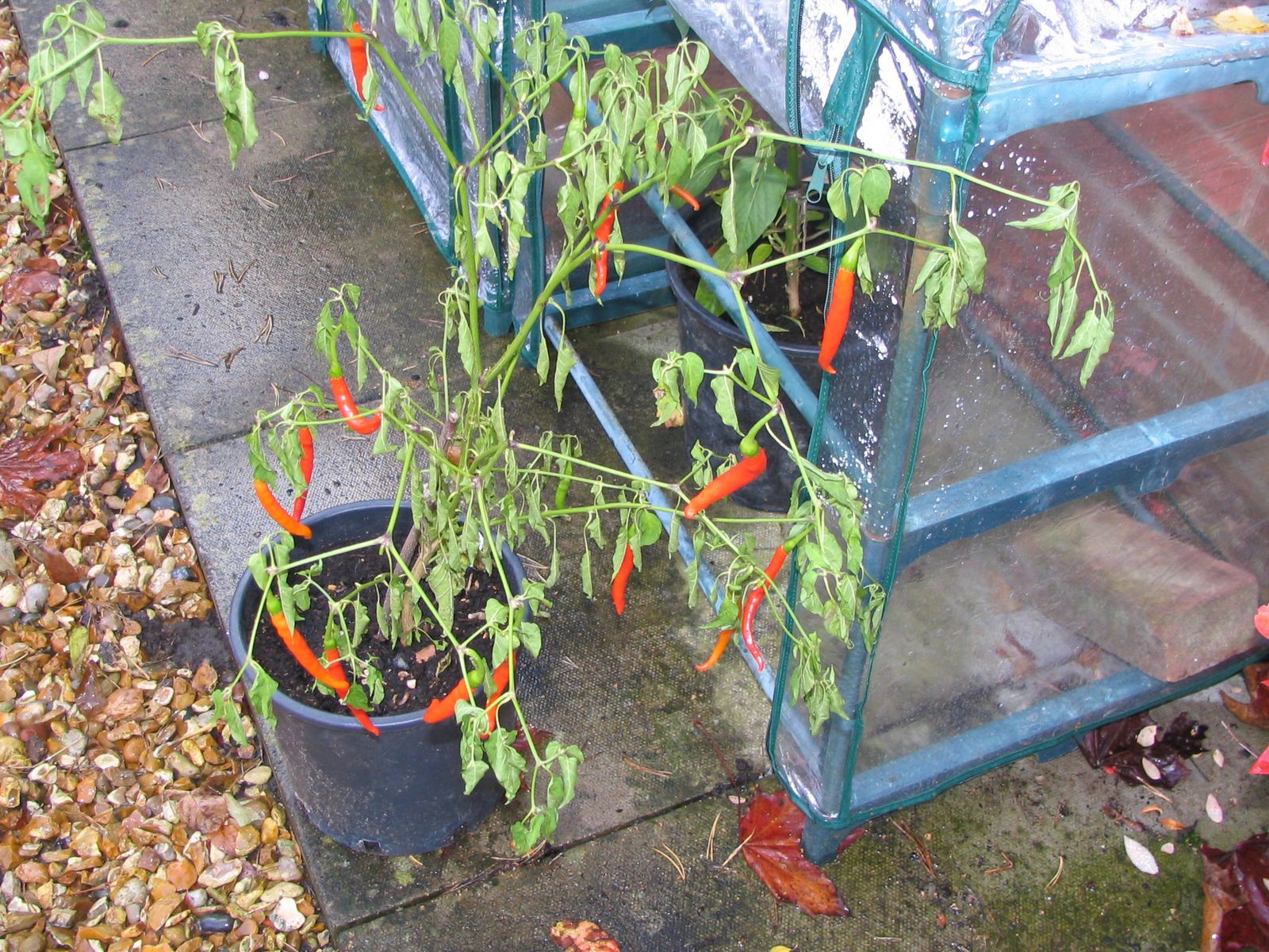 Mark's Veg Plot: Chilly Chillis