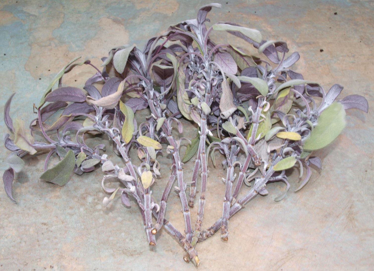 Mark's Veg Plot: Reviving the Sage