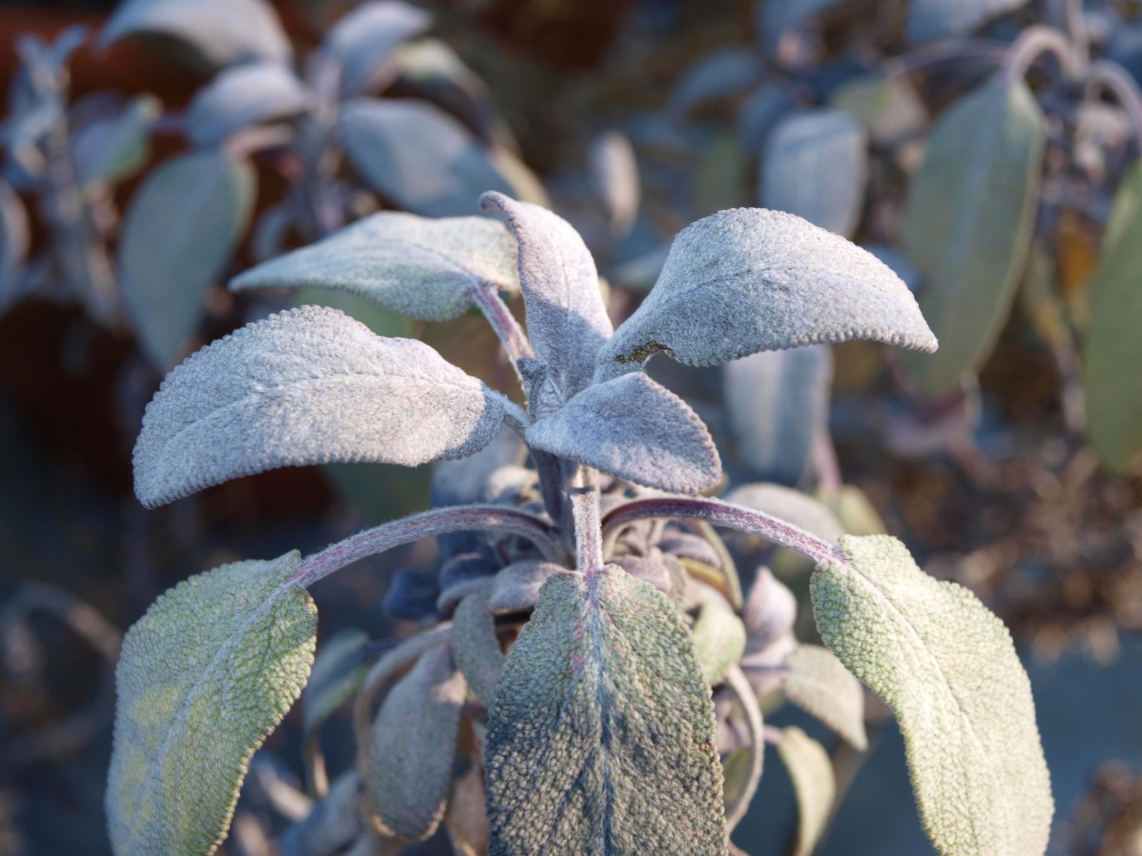 Mark's Veg Plot: Reviving the Sage