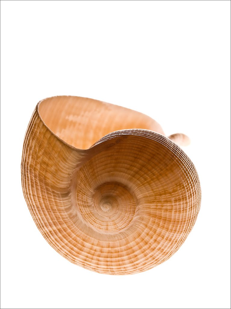 elfotovisor: VA DE CONCHAS