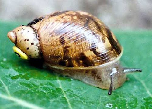 mcbrooklyn: EPA Orders Atlantic Yards Project Halted as Rare Species ...