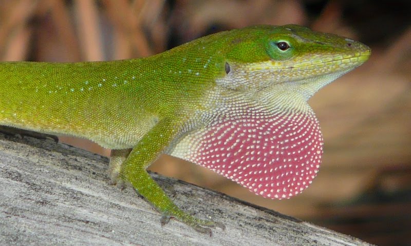 Ben and Joy: More Florida/Alabama Lizards